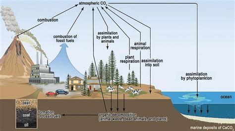Biogeochemical Cycles Carbon Cycle Water Cycle Nitrogen Cycle