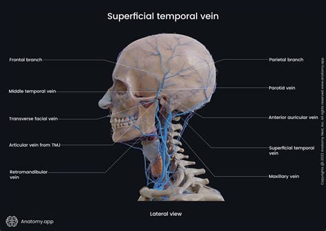 Superficial Temporal Vein Anatomy App
