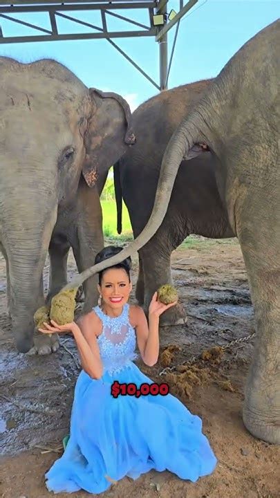 Why This Girl Collects Elephant Poop 😱 Youtube