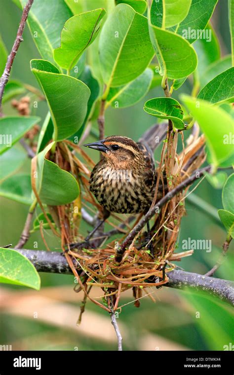 Red Winged Blackbird Adult Female Is Building A Nest Wakodahatchee