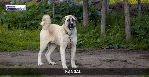 Comprehending The Kangal Breed Character And Conduct