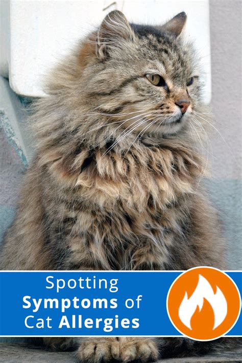 Does My Cat Have Allergies And What Are The Signs Artofit
