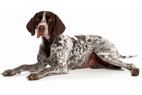 Es Braco Aleman De Raza Grande