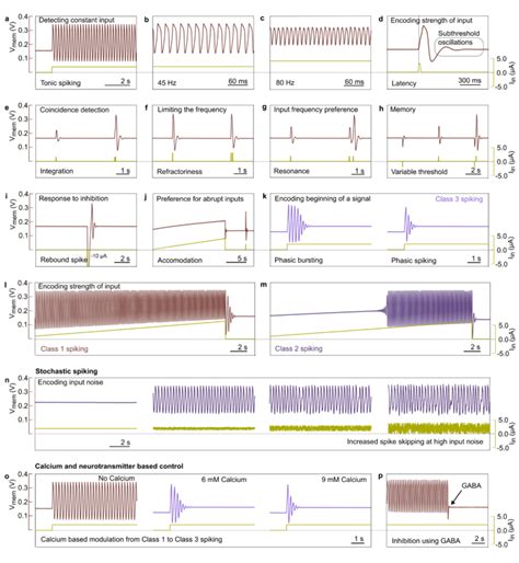 Experimental Demonstration Of Various Neural Features Using C Oecn And