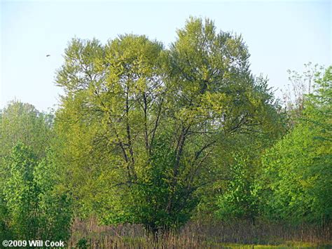 Opiniones de salix nigra