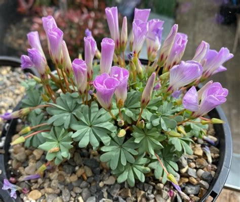 50 Stunning Oxalis Varieties To Brighten Your Garden Houseplant Alley