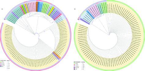 Molecular Identification Of Salicornia Sp Using The Maximum Likelihood