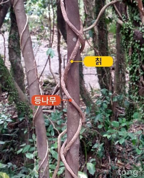칡과 등나무
