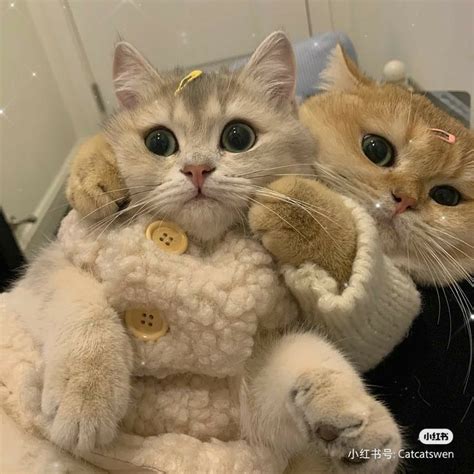 رمزياتقطط رمزياتبنات ستوريات Động Vật Mèo đẹp Đang Yêu