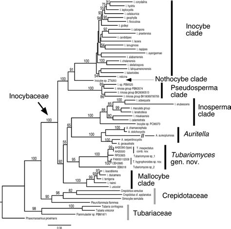 maximum likelihood ml phylogram from raxml software sequences of