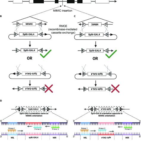 Schematic Representations Of The Mimic Insertion And Diagnostic Primer Download Scientific