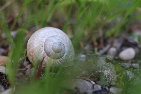 Snail Shell Mollusk Free Photo On Pixabay Pixabay