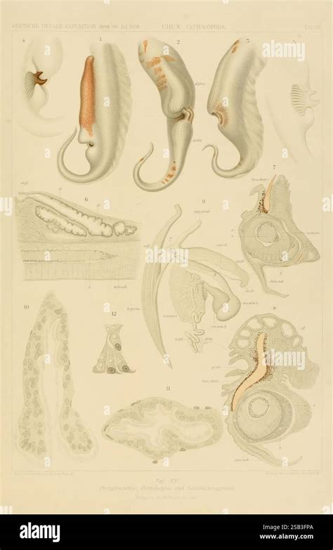 Die Cephalopoden Bd 18 T1 Atlas Jena G Fischer 1910 1915