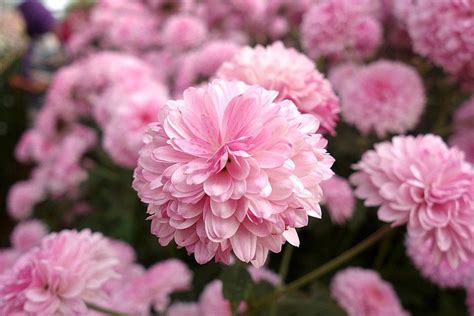 9 Jenis Bunga Berwarna Pink Cantik Dan Menawan