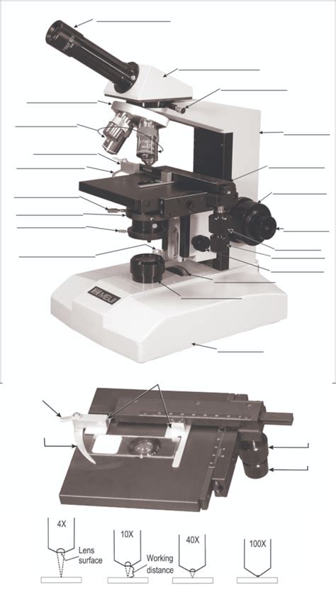 Microscope Diagram Diagram Quizlet