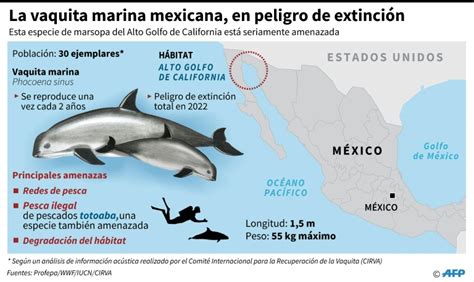 El Hábitat De La Vaquita Marina En México Declarado Patrimonio Mundial