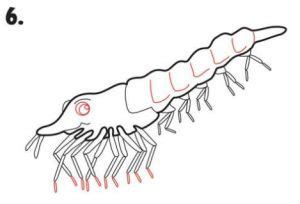 How To Draw A Krill Easy Drawing Tutorial