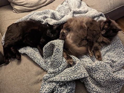 Cats For Hank Rnerdfighters