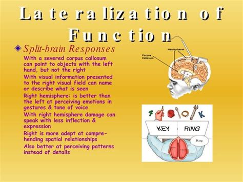 Chapter 14 Lateralization And Language