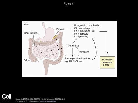 Testosterone More Than Having The Guts To Win The Tour De France Ppt
