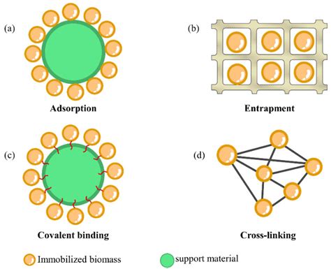 Illustrative Scheme Showing Immobilization Methods A Adsorption B Download Scientific