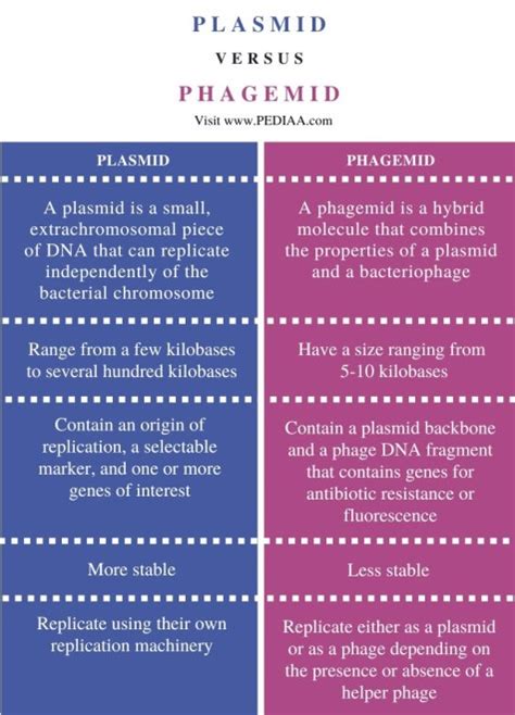 What Is The Difference Between Plasmid And Phagemid Pediaacom