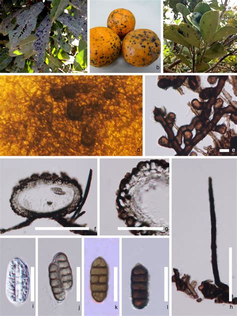 Onestopshopfungi Meliola