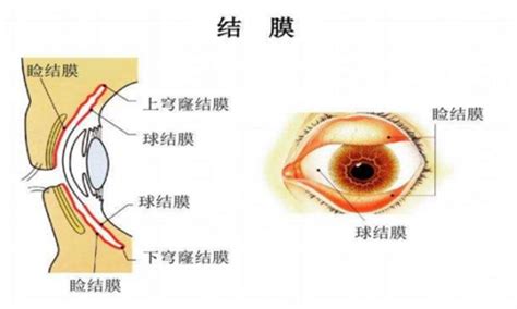 眼结膜囊内是什么位置 睡前 第6页 大山谷图库