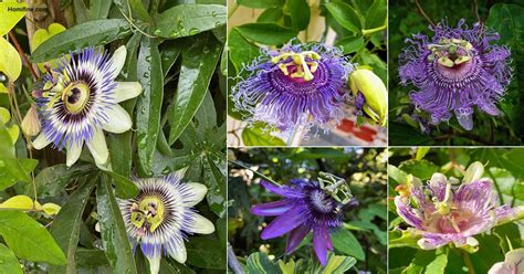 How To Care For Passiflora Plant Passion Flower ~