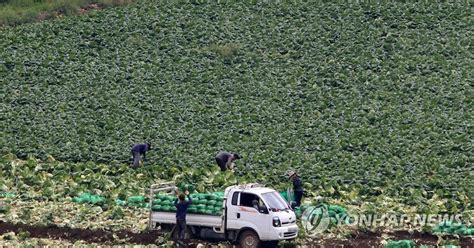 [태풍 힌남노] 농식품부 무·배추 수확 차질 우려 3천100t 추가 공급