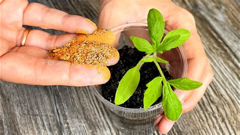 Никогда Не Сажайте Томаты Без Этого Бабушка научила у нее всегда крепкая рассада Youtube