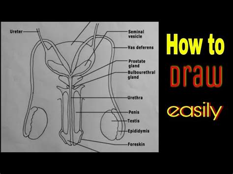 Reproductive System Male And Female Diagram