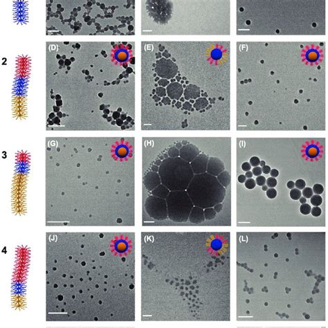 Pdf Self Assembly Of Luminescent Triblock Bottlebrush Copolymers In Solution