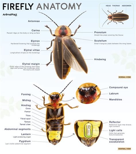 Grasshopper Types Anatomy Habitat Diet Lifespan And Life Cycle