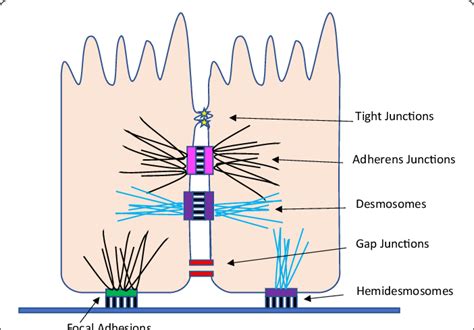 Six Major Types Of Cell Junctions In The Intestinal Epithelium Download Scientific Diagram