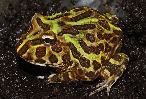 Ceratophrys Cranwelli