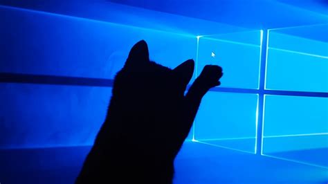 Cat Chasing Mouse Pointer Youtube