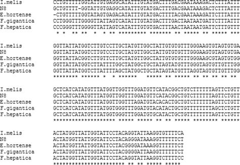 Clustalw Multiple Alignment Of N8 Fluke Isolate Coi Sequence Genbank