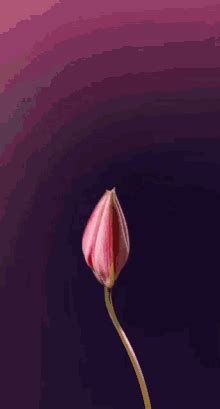 Flower Opening  S Tenor
