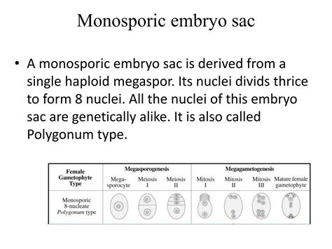 Types Of Embryo Sac PPTX Biological Sciences Science