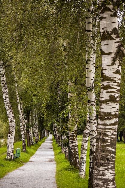 Premium Photo Trees In Grass