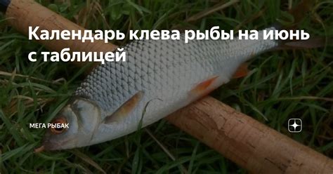 Календарь клева рыбы на июнь с таблицей Мега Рыбак Дзен