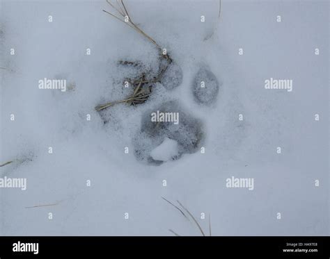 This Image Shows A Mountain Lion Track Identified In The Usfws