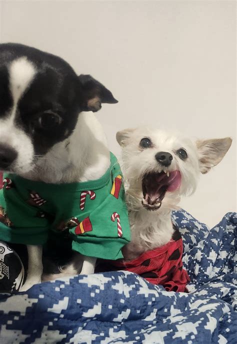 Haley Danielle Kittrell