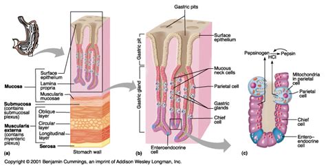 Irreducible Complexity Simple Examples Of Why Evolution Is Impossible