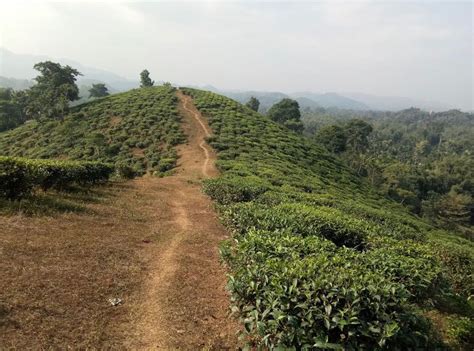 Sonapur Tea Estate Do In Guwahati