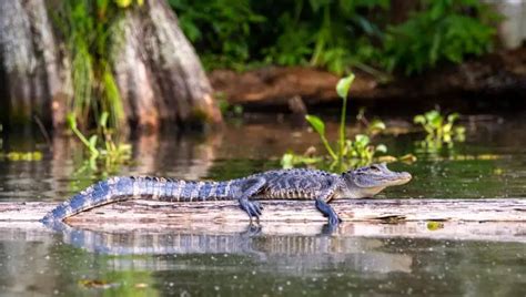 How To Prune A Bald Cypress Tree Read This First