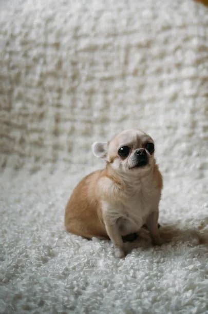 Chihuahua Pug Beagle Mix Explore Joyful Companions The Chihuahua Guide