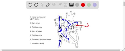 SOLVED Using Arrows Trace The Flow Of Blood From The Head To The Heart And Back To The Head