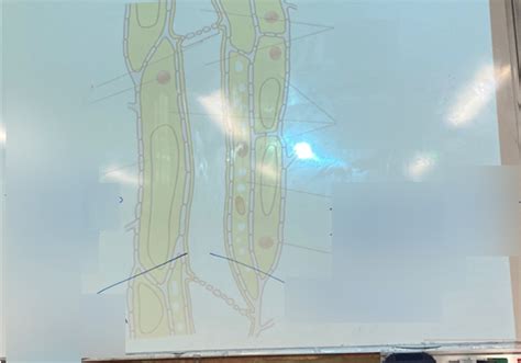 Diagram Of Phloem Quizlet